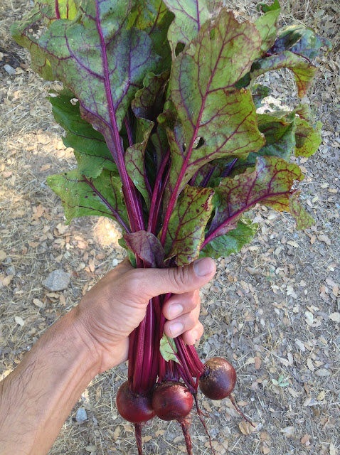 Laughing Heart Living : Lets Make Kvass!